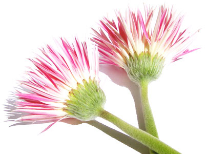 White Garden _ a free photo material 's